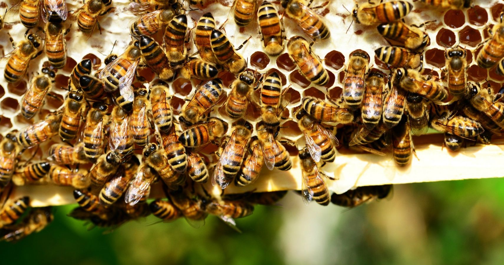 Mom-To-Be Uses Snakes And Bees In Her Maternity Photoshoot